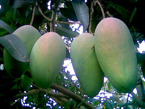 health benefits of mangoes | Health and Beauty Information